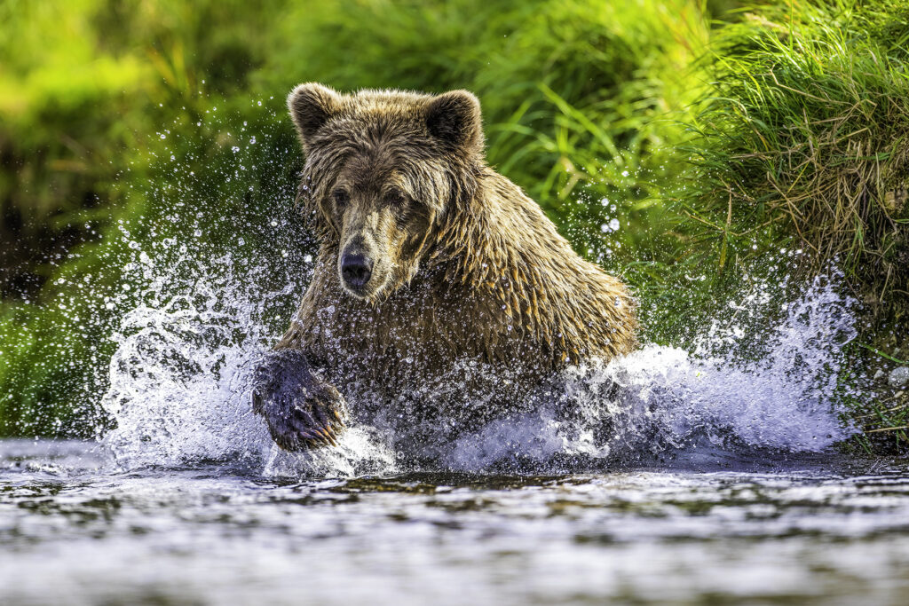 Brown Bear Pounce ⋆ Shaun Downey | Fine Art Photography