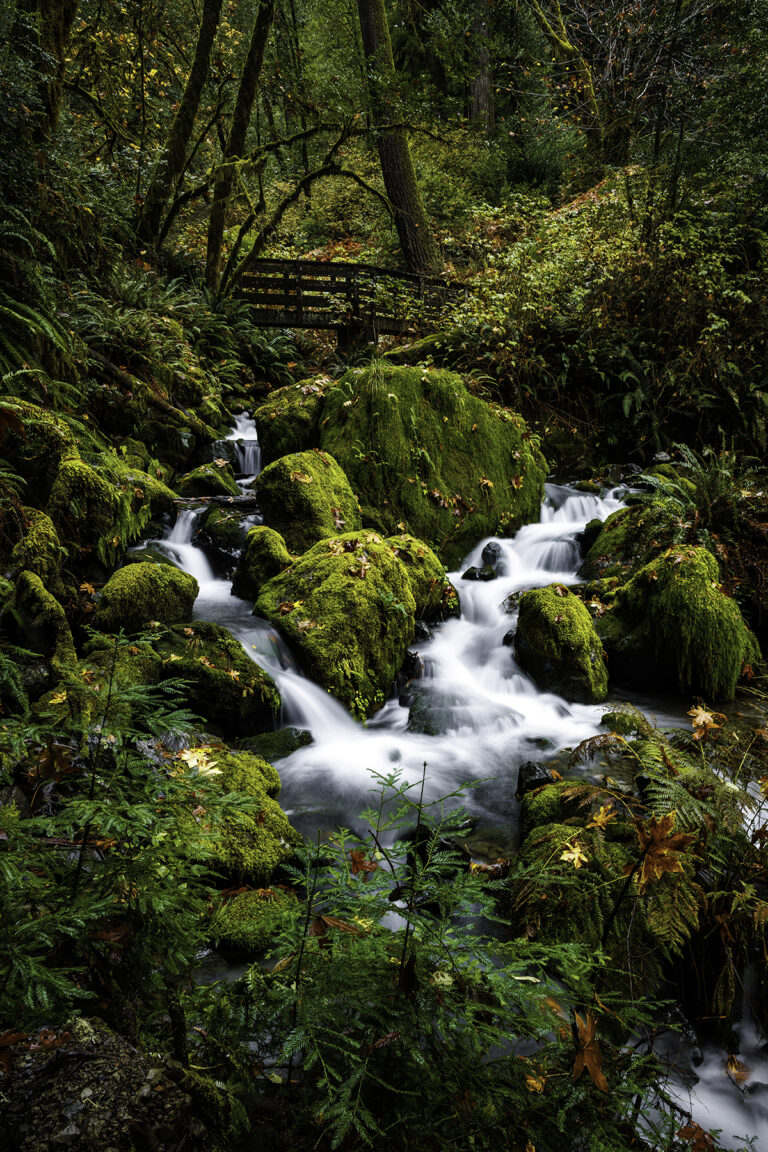 Forest Immersion ⋆ Shaun Downey | Fine Art Photography