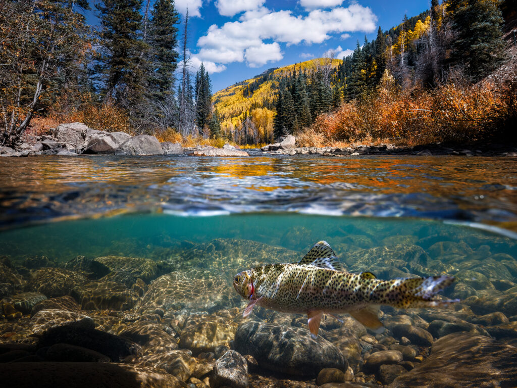 River Trout ⋆ Shaun Downey | Fine Art Photography