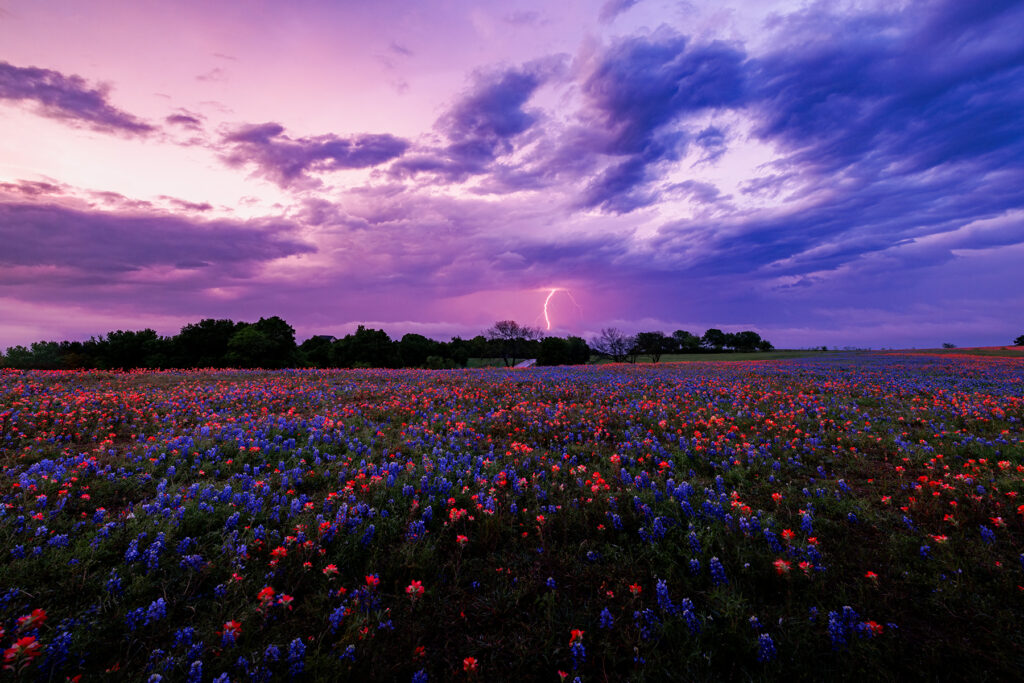 Bluebonnet Lightning ⋆ Shaun Downey | Fine Art Photography
